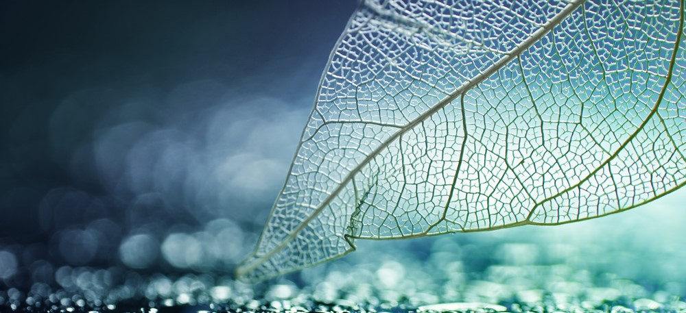 Consumer Protection - Cohen Milstein